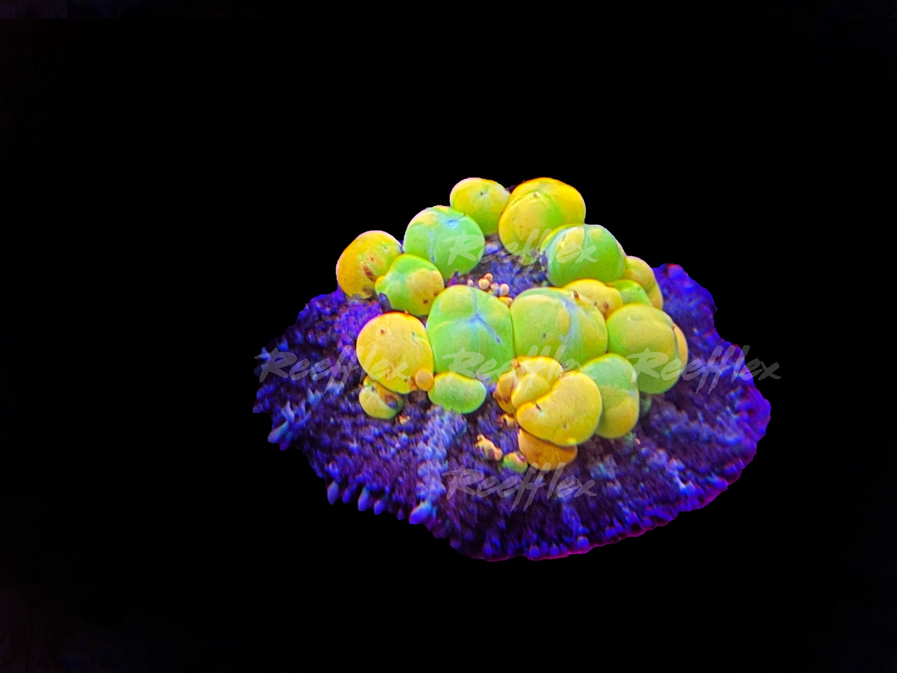 WYSIWYG Corals – Reefflex